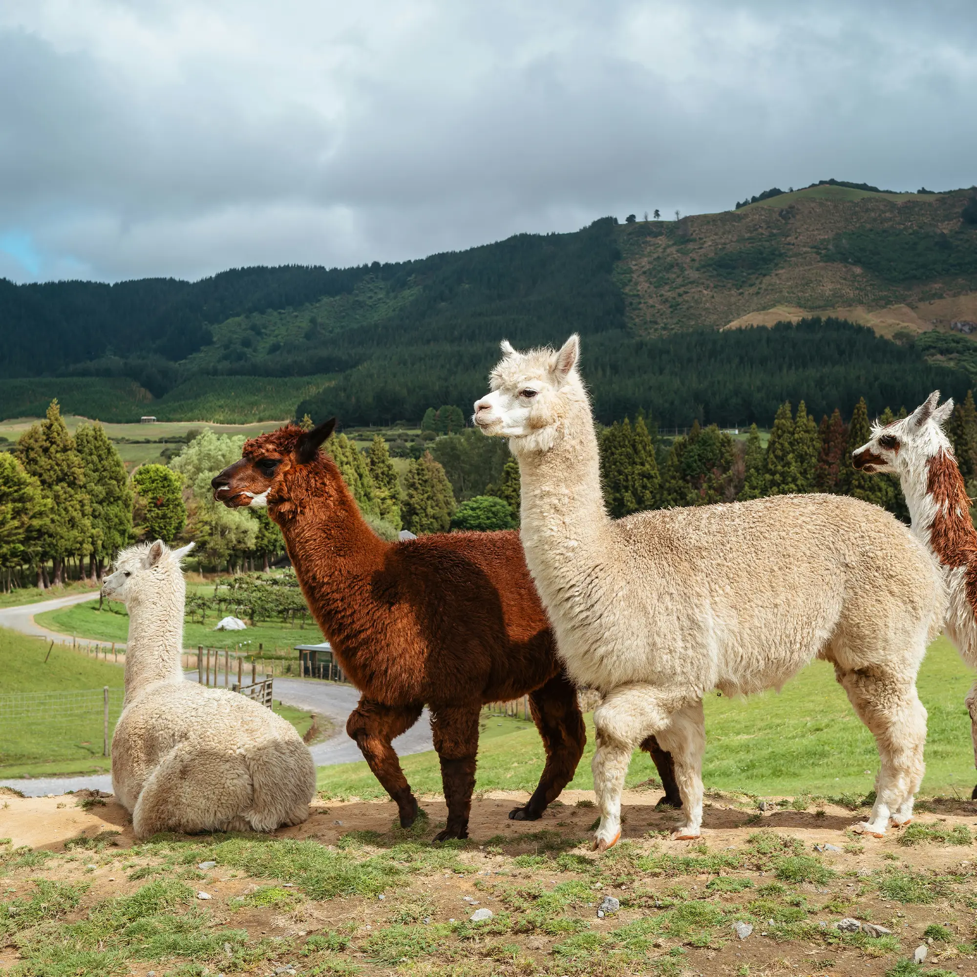 Alpaca DNA Test - Breedwise DNA | Expert Animal DNA Testing